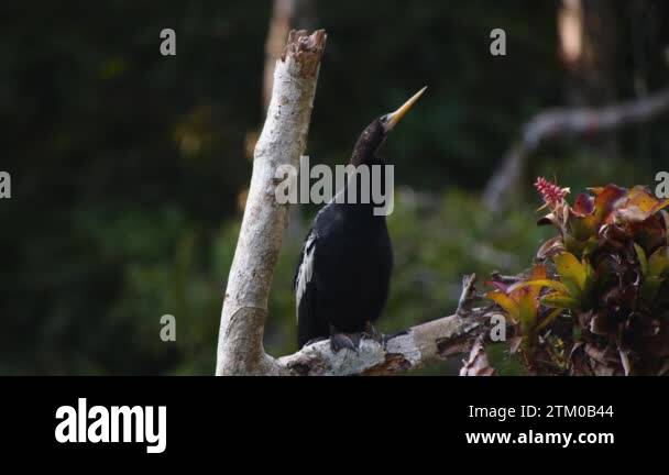 Black waterbird with long neck sitting on branch. Anhinga against ...