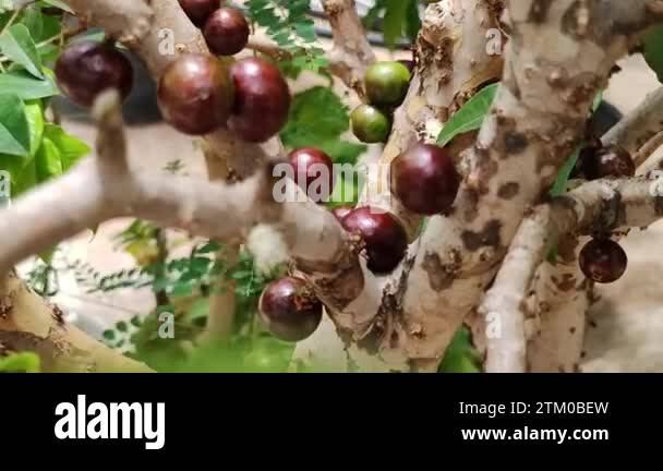 Jabuticaba fruit.The exotic fruit of the jaboticaba growing on the tree ...