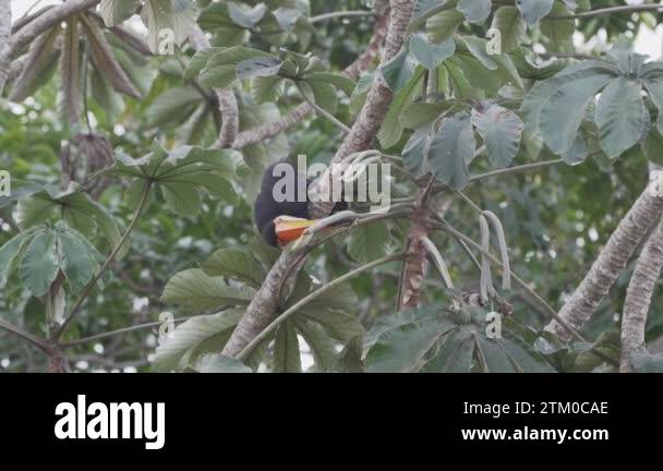 Toco toucan, Ramphastos toco, hopping through a topical tree in the ...