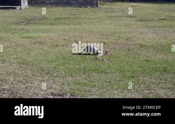 Nine-banded armadillo (Dasypus novemcinctus) at Dungeness mansion ruins ...