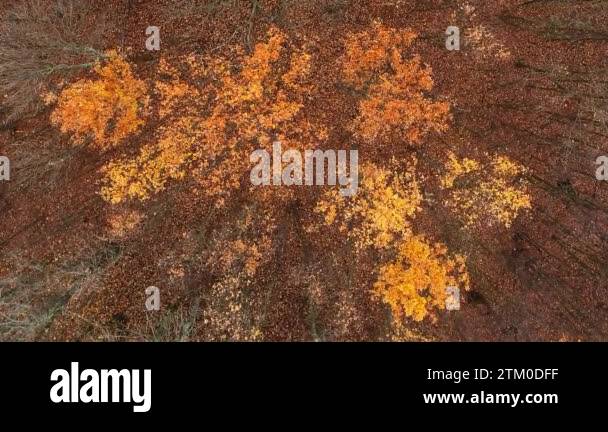 Autumn leaves leaves trees landscape landscape park with nature Stock ...