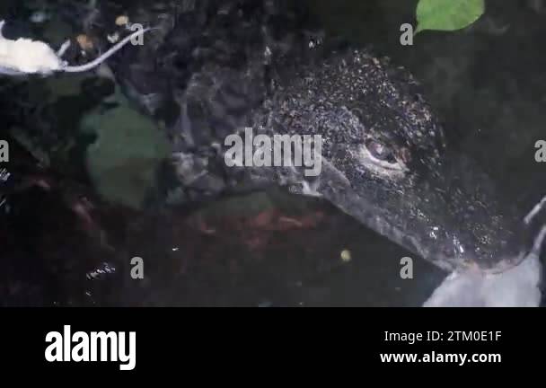 Chinese alligator alligator sinensis Stock Videos & Footage - HD and 4K ...