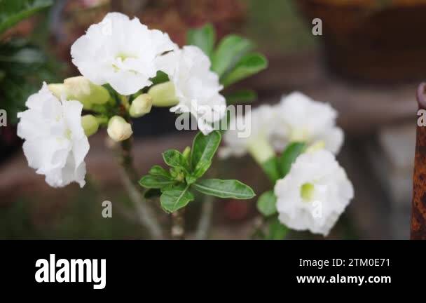 White adenium Stock Videos & Footage - HD and 4K Video Clips - Alamy