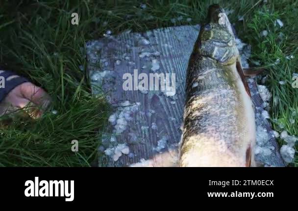 Social fish Stock Videos & Footage - HD and 4K Video Clips - Alamy