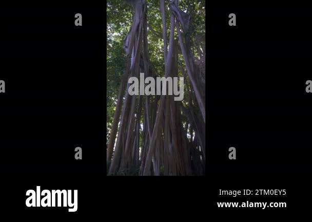 Light streaming through Banyan Tree, Ficus benghalensis, a tree rich in ...