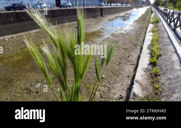 Italy , Milan 2023 - Drone aerial view of drought and aridity in ...