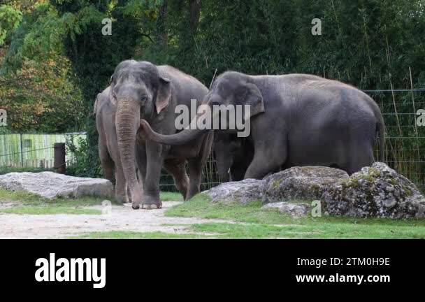 The Asian or Asiatic elephant, Elephas maximus is the only living ...