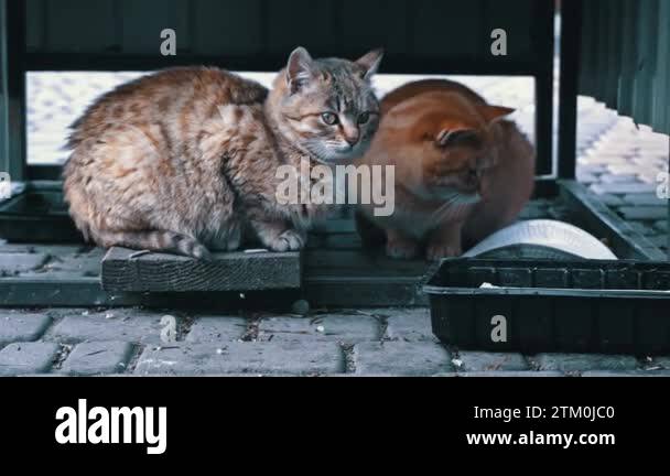 Homeless and hungry cats eat leftovers from the floor. Dirty cats with ...