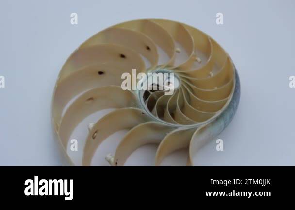 nautilus shell stock Fibonacci footage video clip turning golden ratio ...