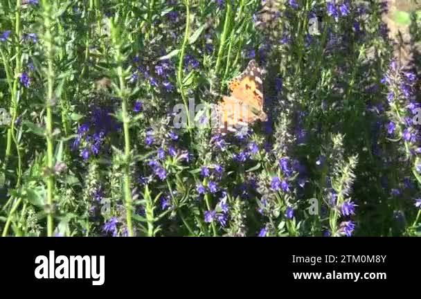 Hyssopus officinalis officinalis Stock Videos & Footage - HD and 4K ...