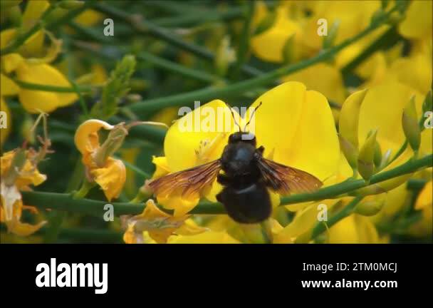 Bumble bee pollinating Stock Videos & Footage - HD and 4K Video Clips ...