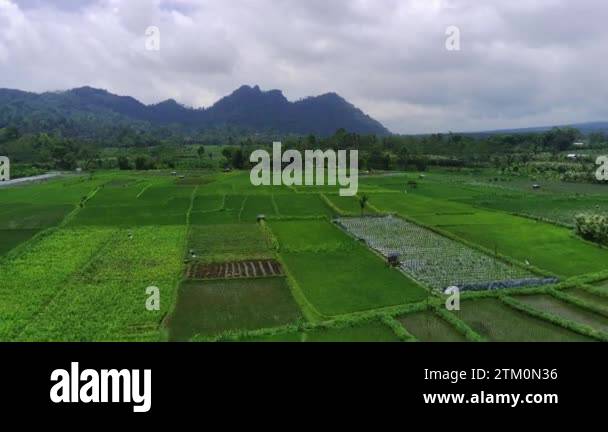 Aerial View of Green Rice Fields and villages in Pronojiwo, Lumajang ...