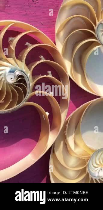 nautilus shell stock Fibonacci footage video clip turning golden ratio number sequence natural ...