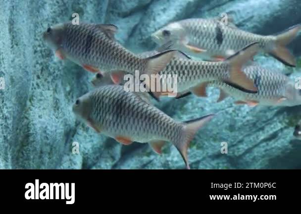The Golden Belly Barb fish, Puntius daruphani, Hypsibarbus wetmorei ...