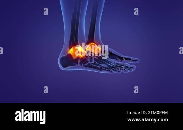 Anatomy of the human talus Stock Video Footage - Alamy