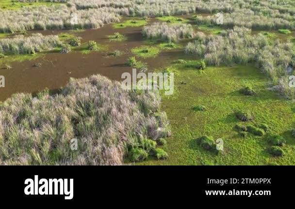 Ecosystem wetland marsh Stock Videos & Footage - HD and 4K Video Clips ...