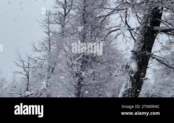 Heavy Snowfall in the Forest near the Road of the Seven Lakes (Spanish ...