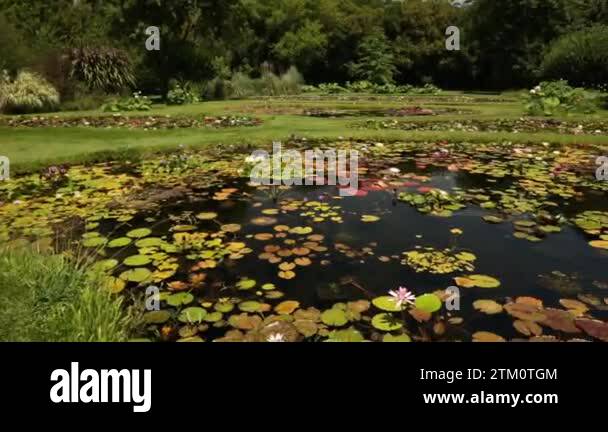 Aquatic plants and landscaping. Panning the ponds growing hardy and ...