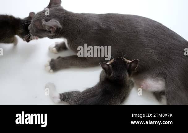 Captured cat Stock Videos & Footage - HD and 4K Video Clips - Alamy