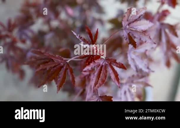 Purple leaved maple Stock Videos & Footage - HD and 4K Video Clips - Alamy