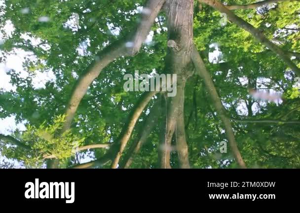 Inverted tree branches in Stock Videos & Footage - HD and 4K Video ...
