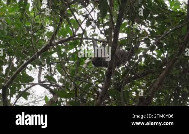 Sloth hanging in the canopy of a tropical tree in the rainforest of the ...