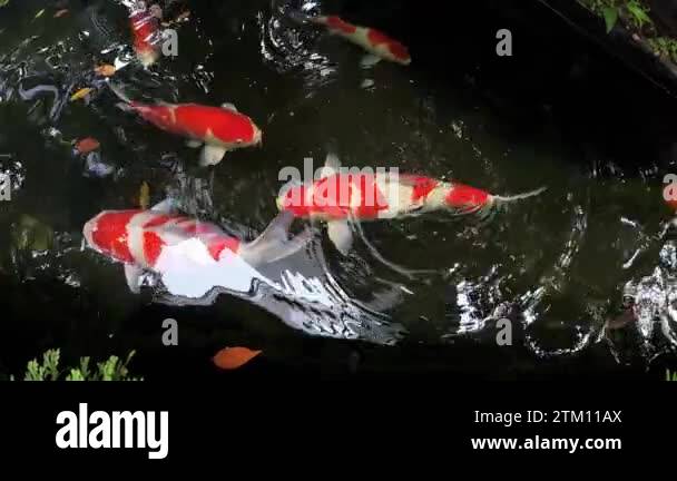 Fancy carp fish or Koi fish in the pond. The aquatic animals in Onsen ...