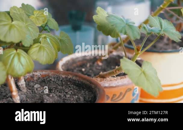 Young Flower Seedlings of Geranium, Pelargonium are in Flower Pots on ...