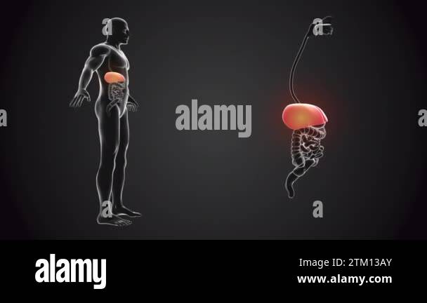 Sick pancreas anatomy human Stock Videos & Footage - HD and 4K Video ...