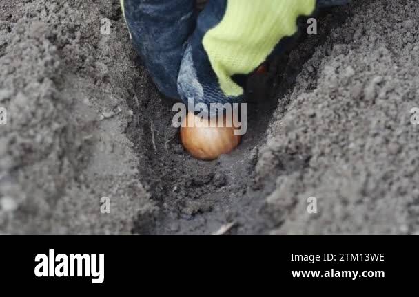 A gloved hand is planting a small onion. Planting onions in moist soil ...