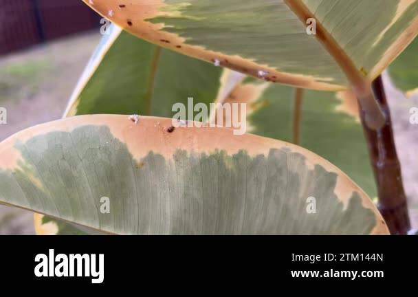 Houseplant disease. Brown Spots on Rubber Plants Ficus elastica. Scale ...