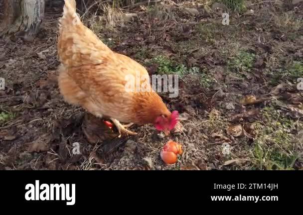 Isa Brown laying hen, called red hen, pecking a tomato among dry leaves ...