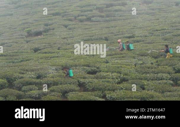 Tea in ilam nepal Stock Videos & Footage - HD and 4K Video Clips - Alamy