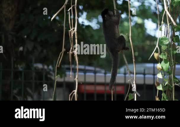 Monkey contemplating Stock Videos & Footage - HD and 4K Video Clips - Alamy