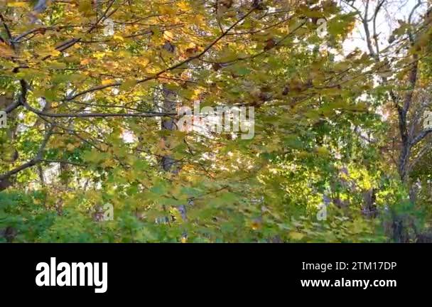 Autumn and Fall Leaves Blowing in a Gentle Breeze at Chatham, Cape Cod ...