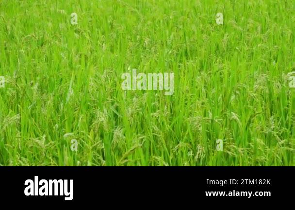 timelapse close up rice fields in harvesting season under clear blue ...