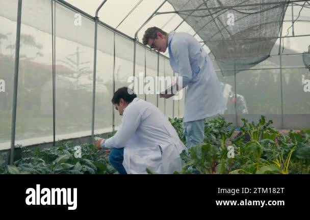 Two Biotechnology man engineer holding magnifying glass and looking at ...