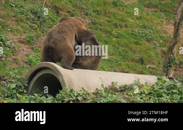 Two funny brown bears are playing with each other. They bite, push ...