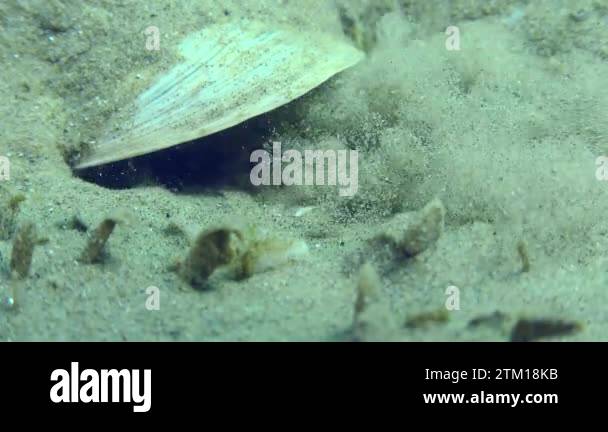 Reproduction of Marbled goby (Pomatoschistus marmoratus): to make a ...