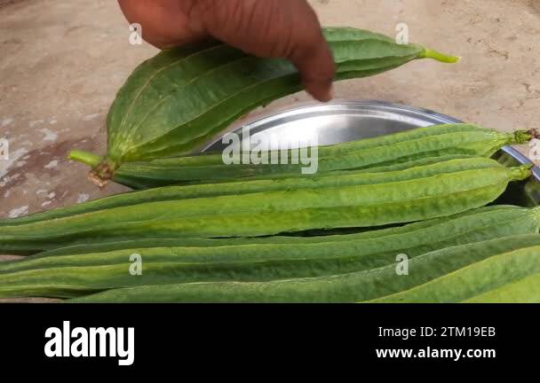 Luffa acutangula. Its other names angled luffa,Chinese okra,dish cloth ...