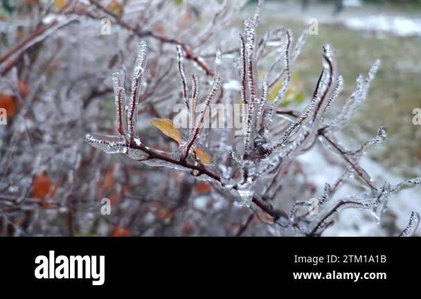 Branches of bush covered with ice after rain in frost in winter close-up. After icy rain. Winter ...