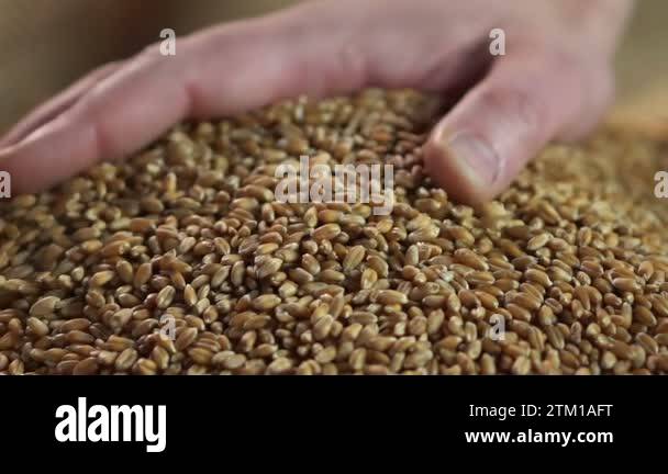 Selling crops Stock Videos & Footage - HD and 4K Video Clips - Alamy