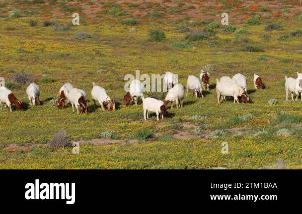 Rangeland goat Stock Videos & Footage - HD and 4K Video Clips - Alamy