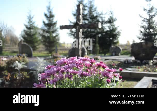 How to grow chrysanthemums Stock Videos & Footage - HD and 4K Video ...