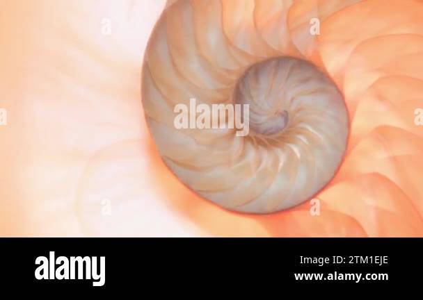 nautilus shell stock Fibonacci footage video clip turning golden ratio ...
