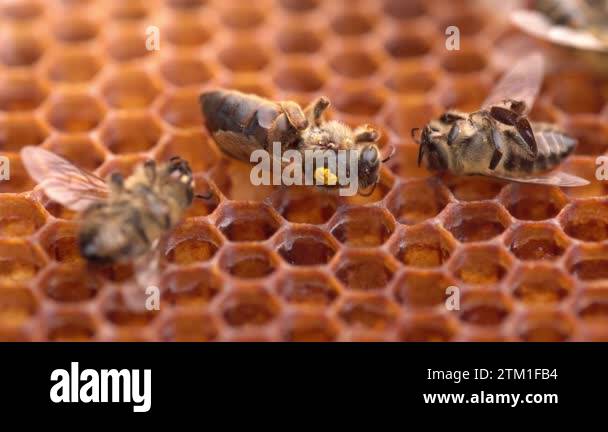 Dead queen bee Stock Videos & Footage - HD and 4K Video Clips - Alamy