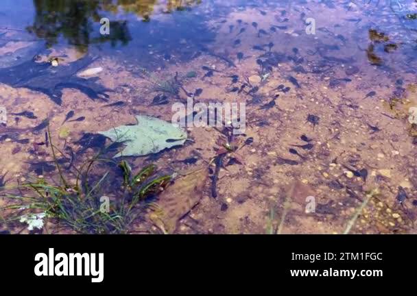 Trap arch Stock Videos & Footage - HD and 4K Video Clips - Alamy