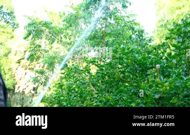 Farmers spraying the trees Stock Videos & Footage - HD and 4K Video ...
