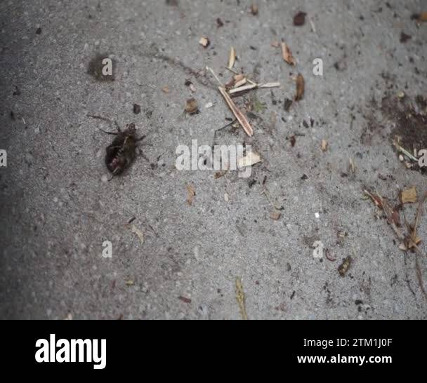 The Protaetia cuprea beetle tries to roll over from its back to its ...