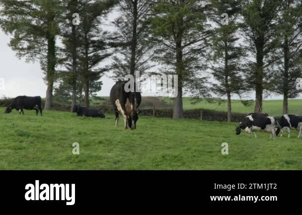 Ireland farm animals Stock Videos & Footage - HD and 4K Video Clips - Alamy